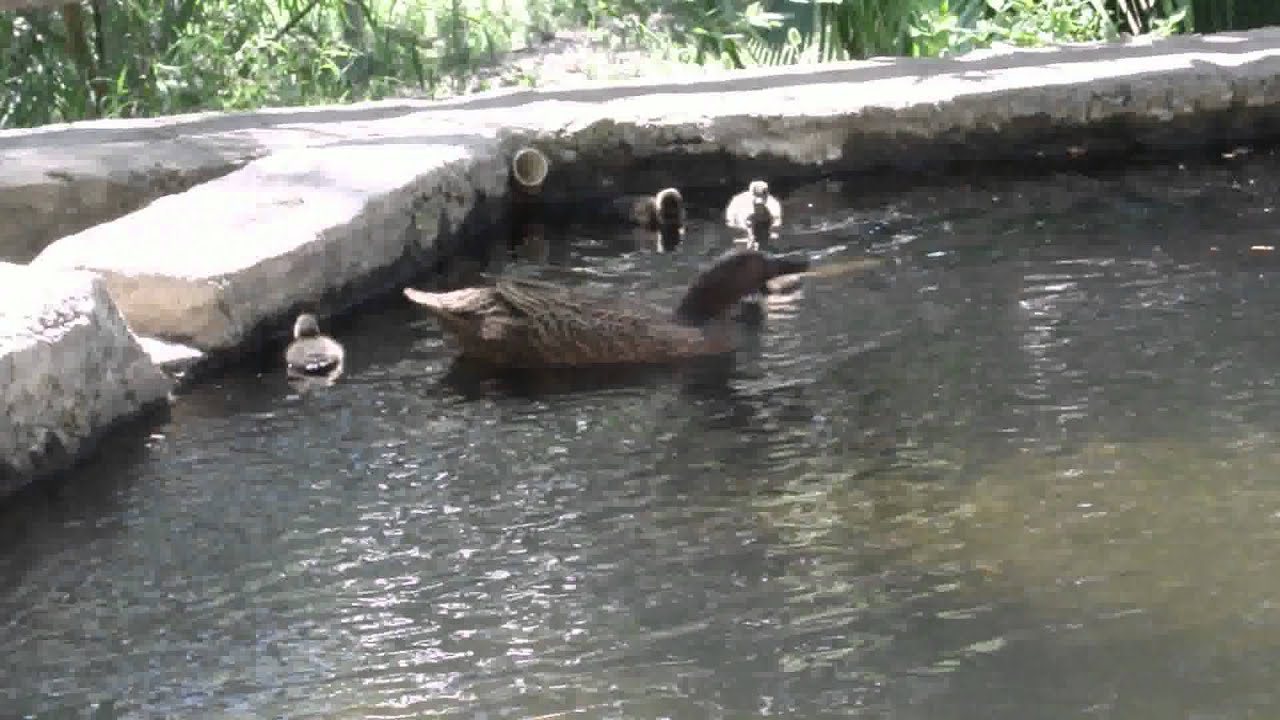 Primogenitos de ánade o pato común primavera 2012 (Anas platyrhynchos ...