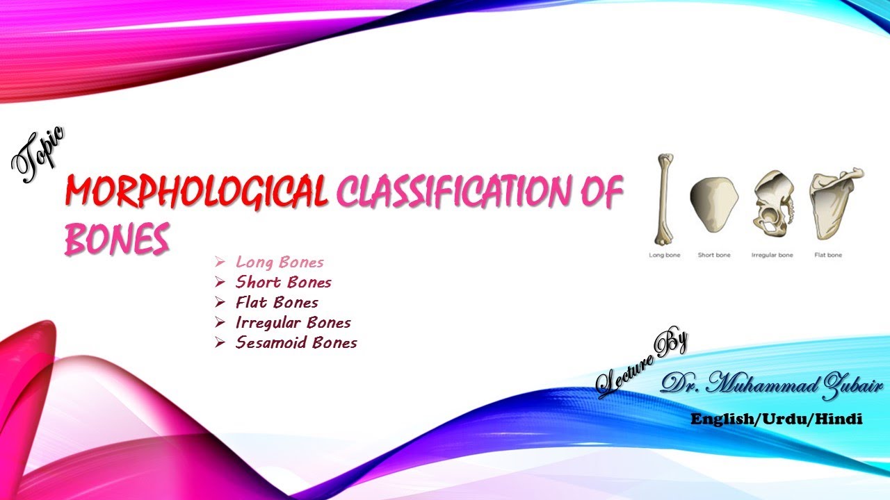 Morphological Classification of Bones I Lecture in Urdu/Hindi - YouTube