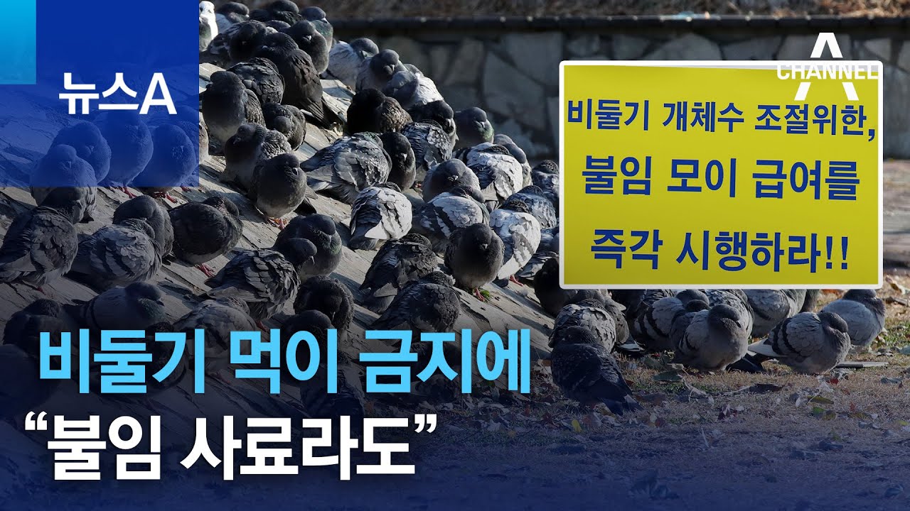 비둘기 먹이 금지에 “불임 사료라도” 뉴스a Youtube