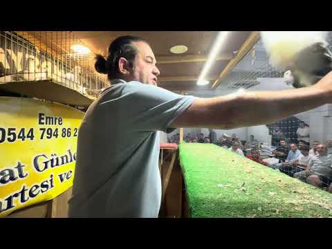 GÜVERCİN MEZATI BAYRAMPAŞA ARENA İYİ SEYİRLER 