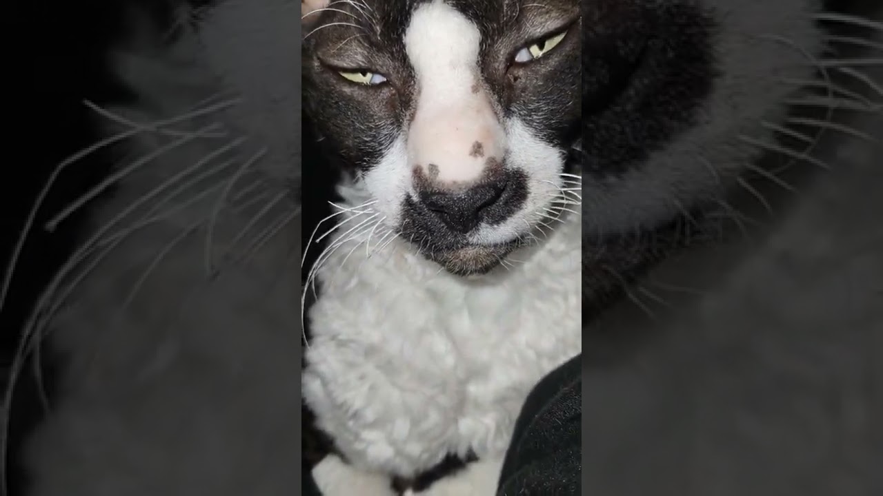 Sleepy Adolf the cat with a muted meow in bonus! - YouTube