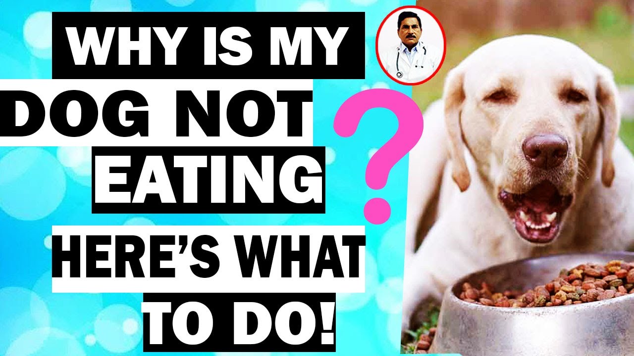Why Dog Not Eating Food What To Do How To Make Your Dog To Eat In why-dog-not-eating-food-what-to-do-how-to-make-your-dog-to-eat-in