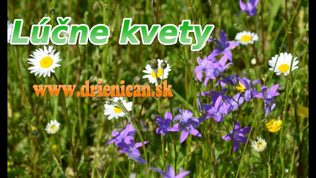 Lúčne kvety - Jednoduchá krása všadiaľ navôkol - YouTube