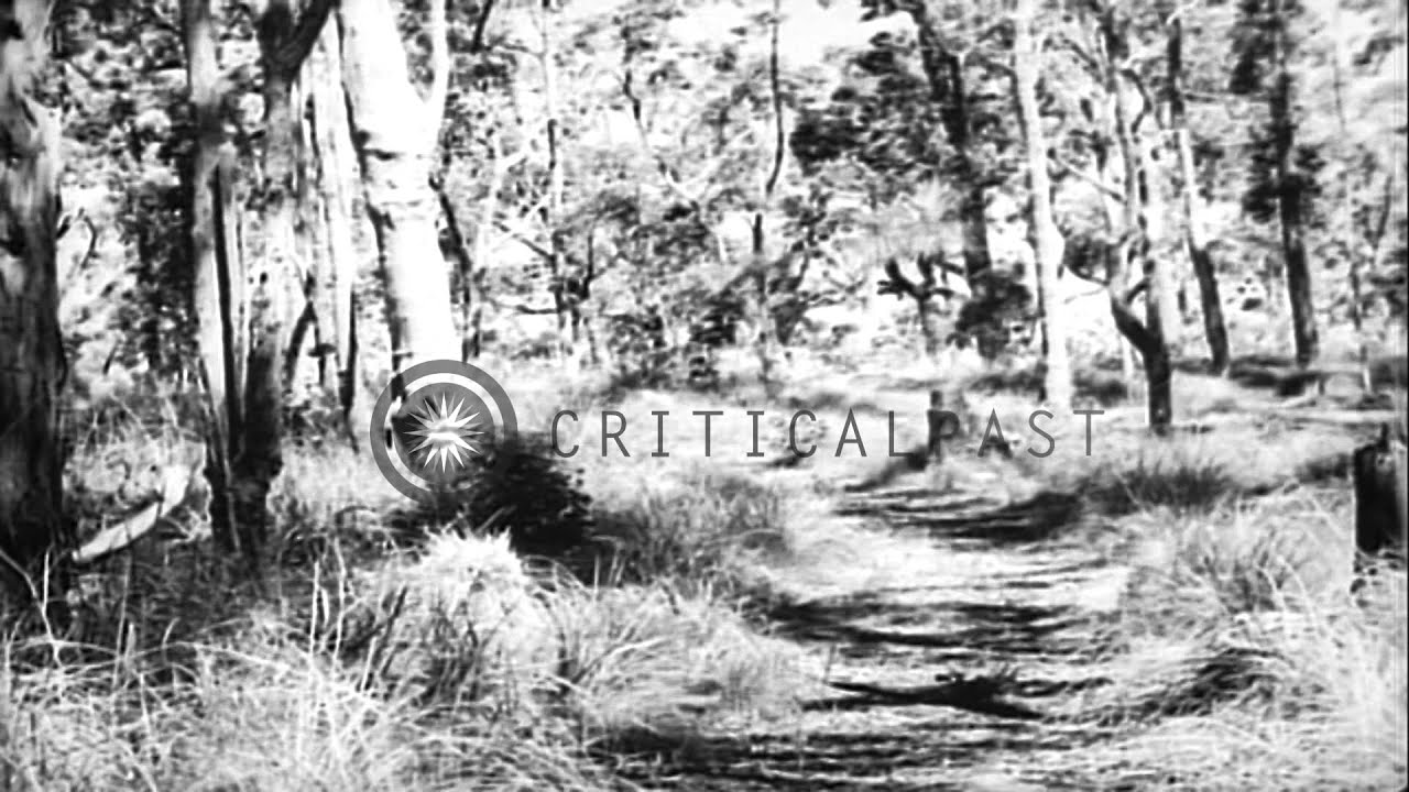 Australian Army jungle warfare training school students trained in ...