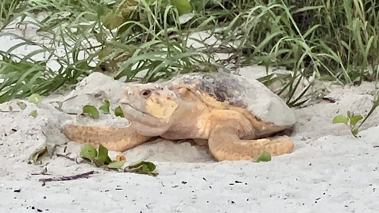 Loggerhead Sea Turtle Laying Eggs on the Beach in North Naples, FL 06. ...