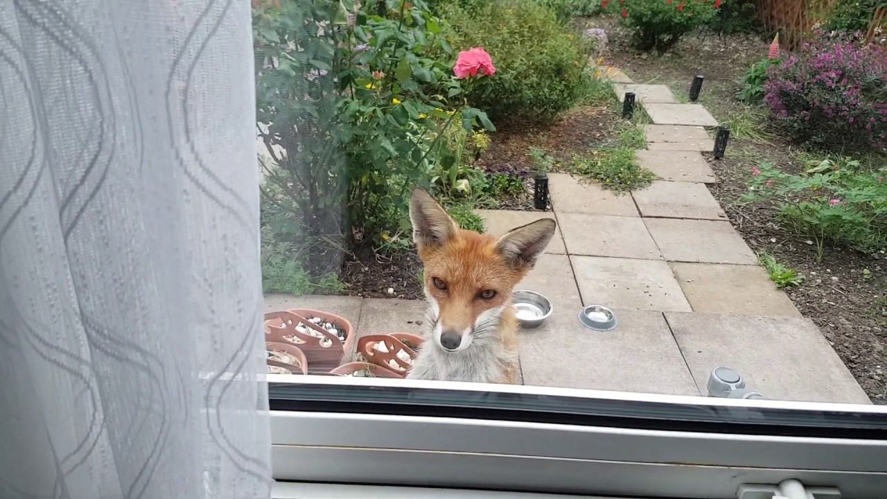 Fox at my window - YouTube