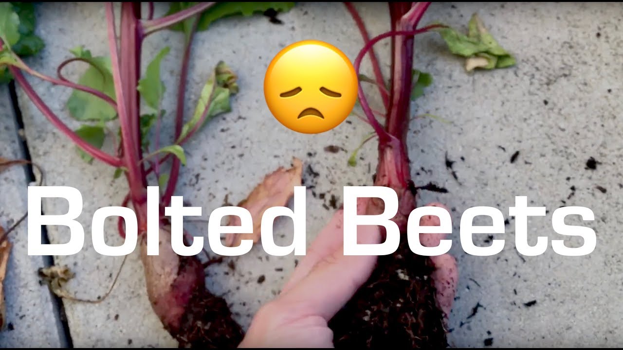 Garden Project - overdue beet harvest (bolting beets) - YouTube