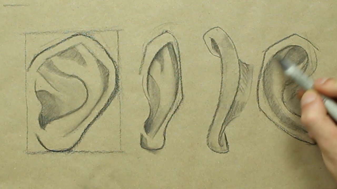 Cómo dibujar la oreja y conocer sus partes | Drawingninja - YouTube