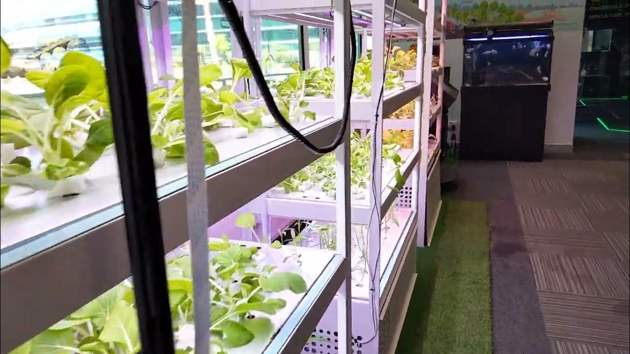 Raspberry Pi with Camera module for Hydroponics Rack - YouTube