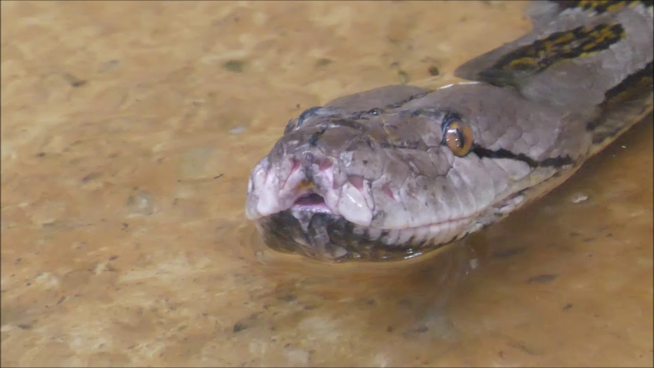 The reticulated python, Malayopython reticulatus IV - YouTube
