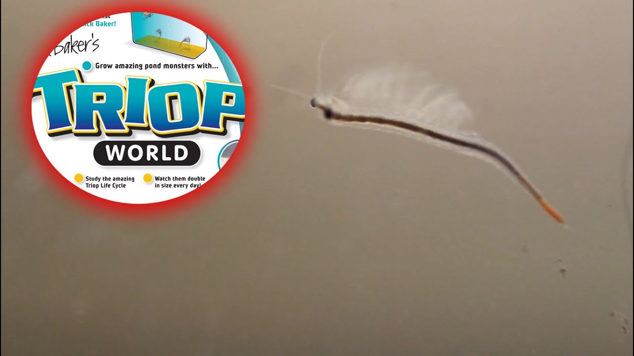 THE NEW BATCH | Triops World Ep 4 - YouTube