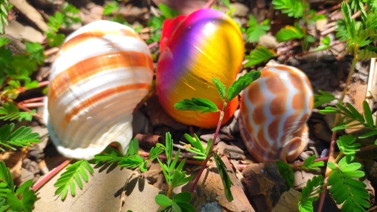 Hunting Snail!!! Siput pelangi 🌈 siput laut, siput warna warni, siput ...