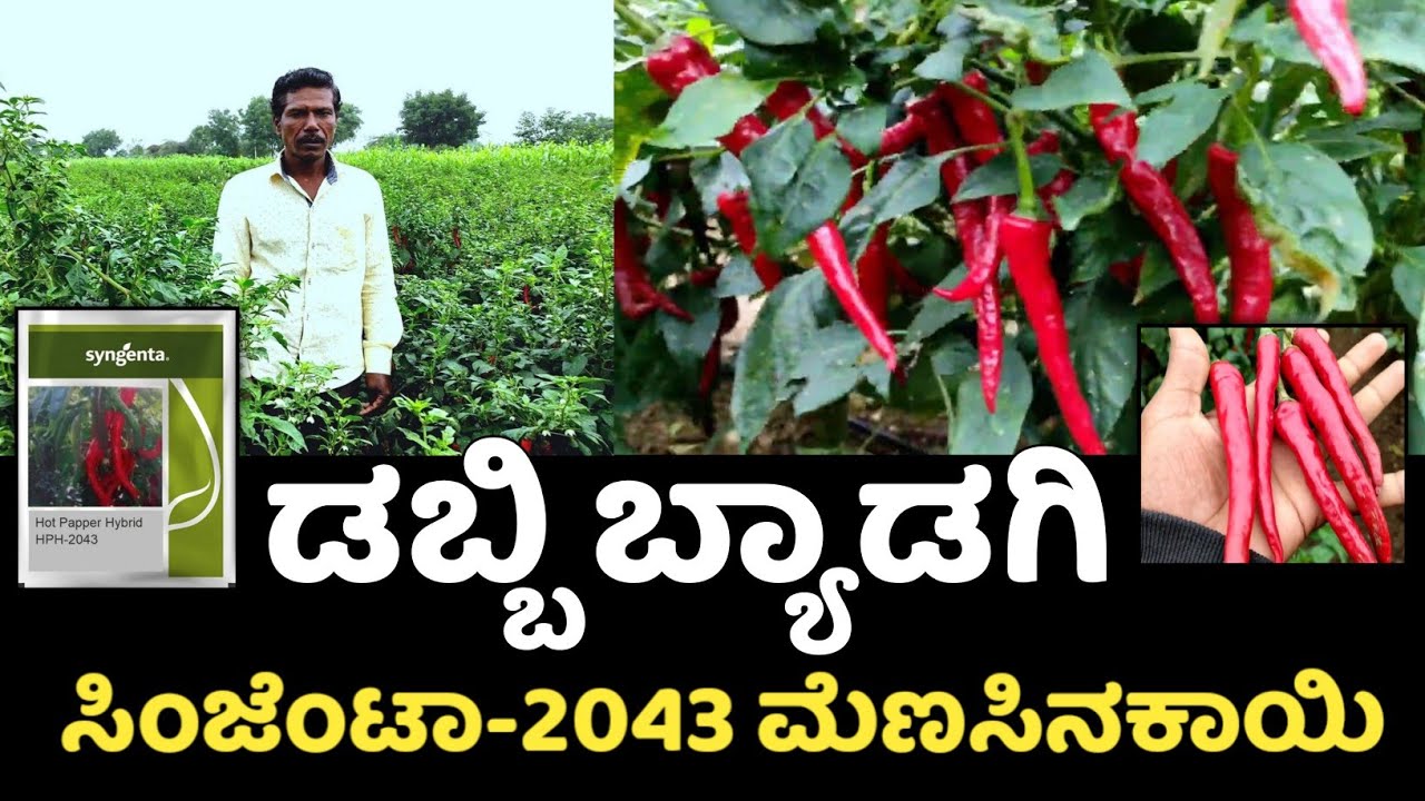 ಸಿಂಜೆಂಟಾ 2043 ಮೆಣಸಿನಕಾಯಿ,🌶️syngenta 2043 chilli variety,🌶️🔥 - YouTube