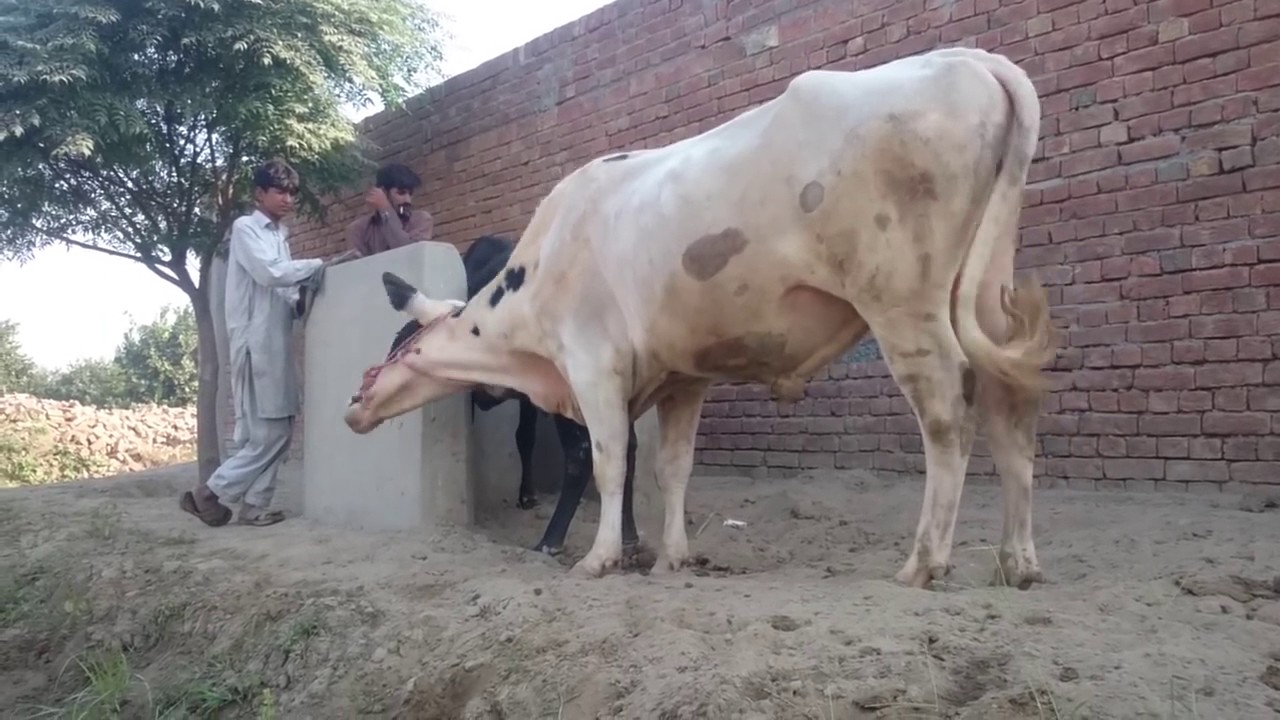 World's Most Polite Bull vs Insanely Stubborn Cow - YouTube