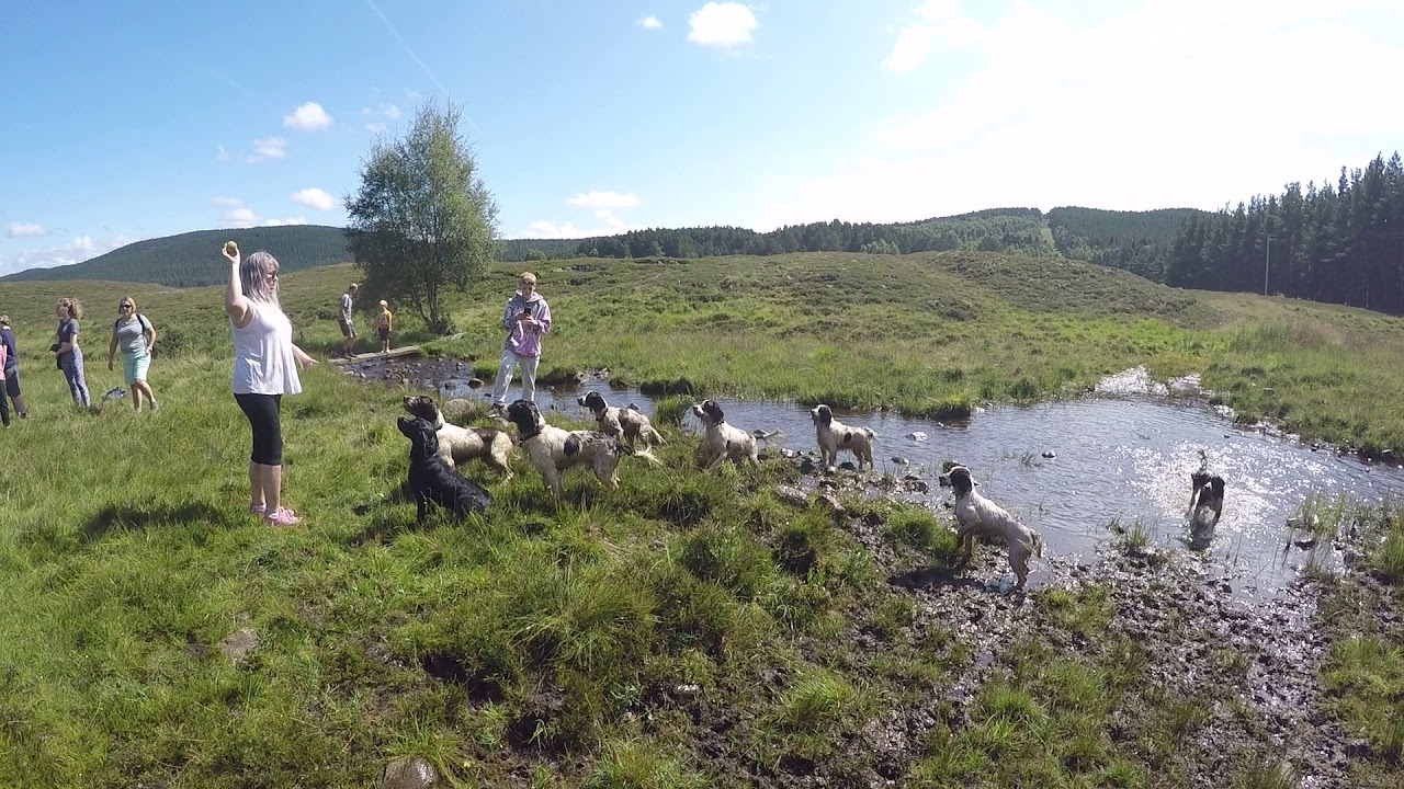 Springer Spaniel Party 2019 (pt8) - YouTube