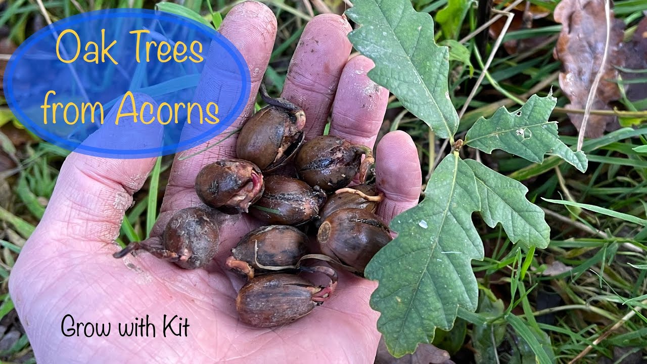 Growing Oak Trees from Acorns the Easy way!! - YouTube