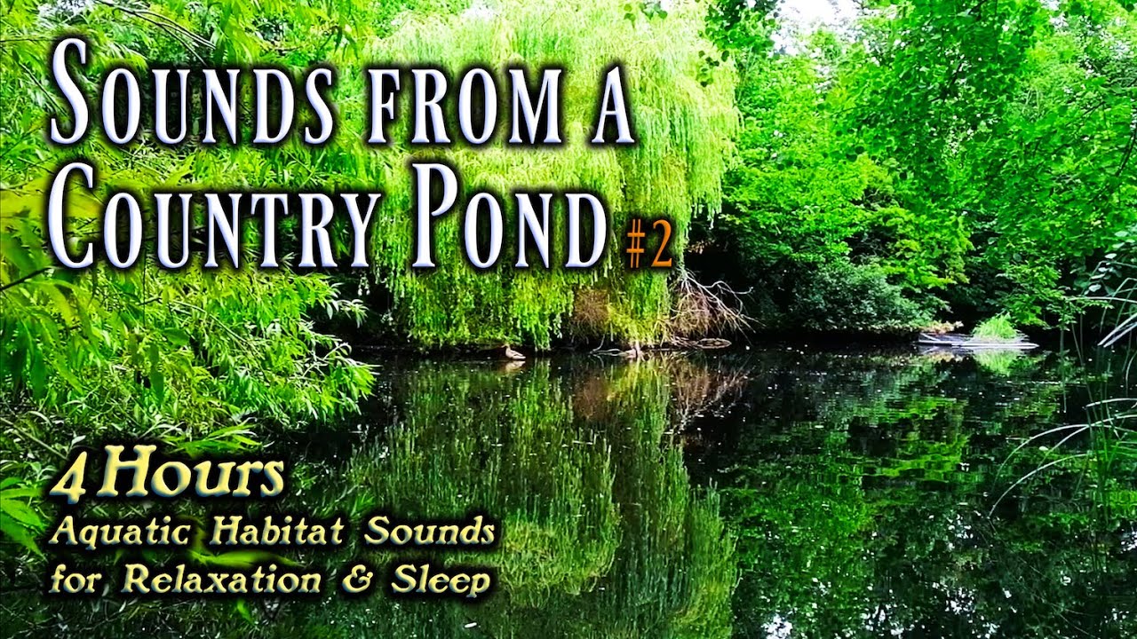 Nature Sounds from a Country Pond No.2 | Water & Birds Ambience for ...