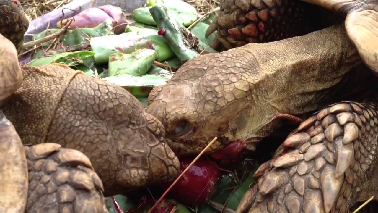 Zombie Tortoises!!! Relentless Eating Machines - YouTube