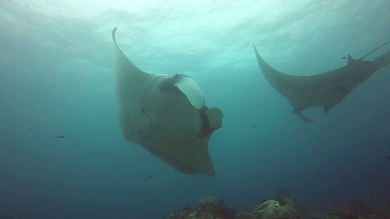 Manta Ray Video 1 - YouTube