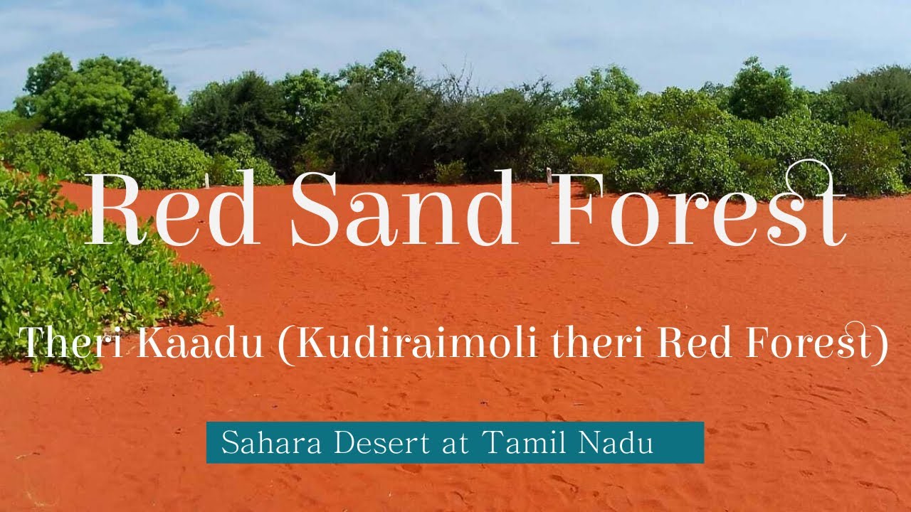 Theri Kaadu (Kudiraimoli theri Red Forest) Vlog: A Journey into the ...