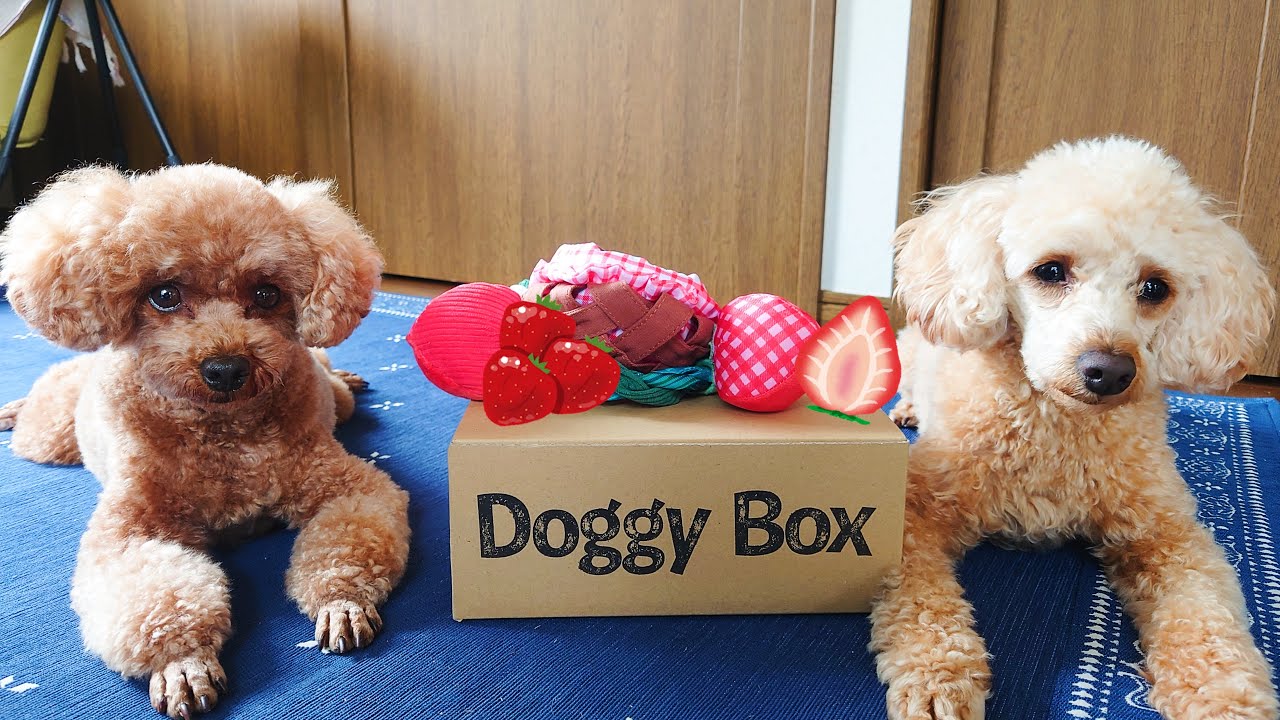 [Doggy Box] 喧嘩せずに仲良く開封できました👍 (Toy poodle story) - YouTube