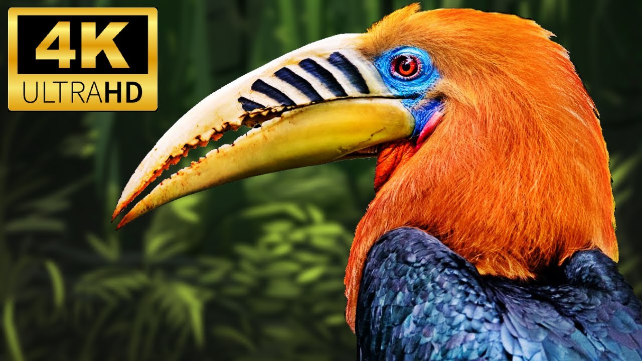 Beautiful [4K] Birds & Nature Relaxation | Calming Birdwatching for ...