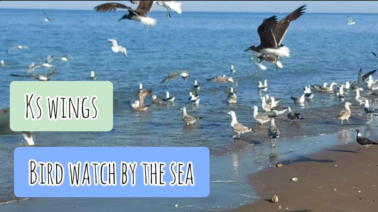 Bird watch by the Sea shore @sohar Beach #birds #birdwatching - YouTube