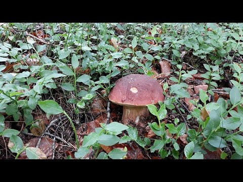 Top Red- Porcini 2019 - YouTube