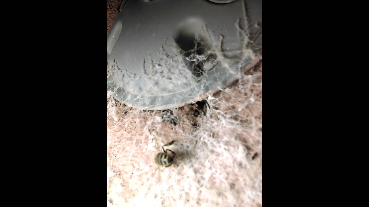 Spider Vs bee - YouTube
