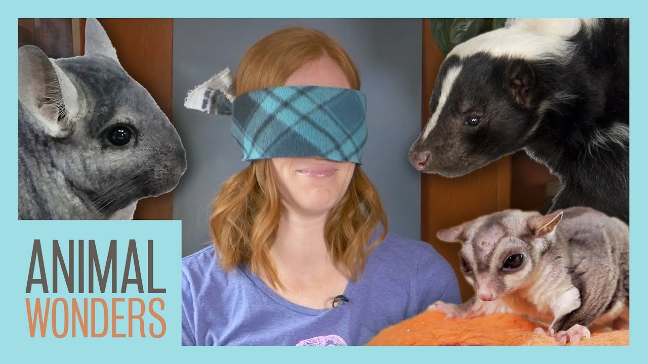 Blindfolds, Animals, and Games! - YouTube