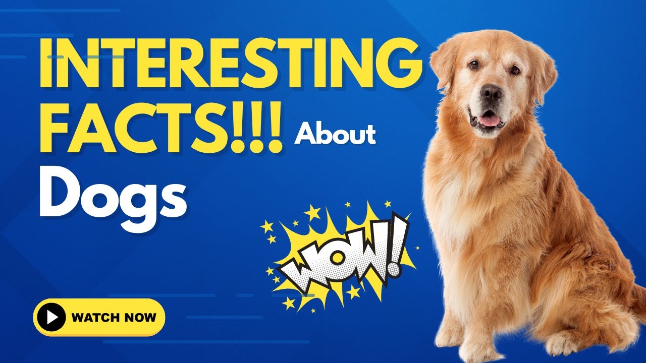 Top 10 Interesting Facts About Dogs Unknown Fact About Dogs YouTube top-10-interesting-facts-about-dogs-unknown-fact-about-dogs-youtube