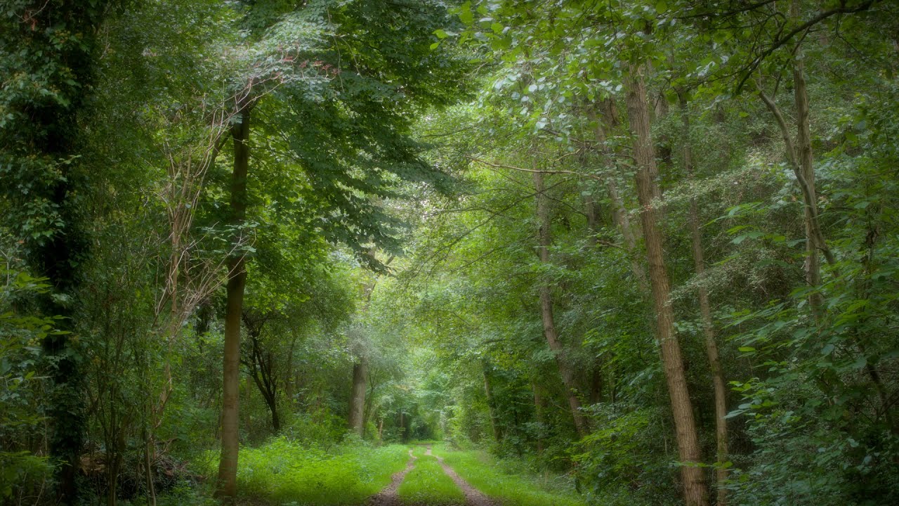 🌳 4K - Relaxing Nature Sounds For Stress Relief, Forest Sounds, Bird ...