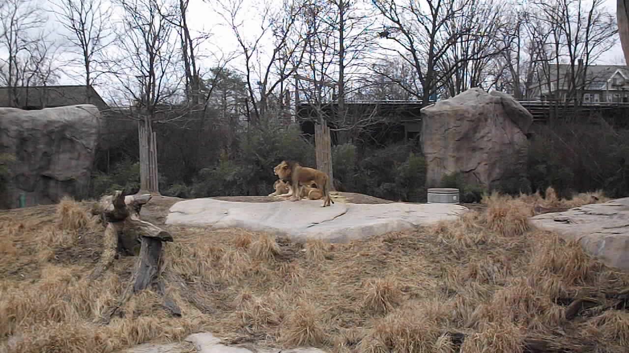 Lion chatter Cincinnati Zoo 24Jan17 - YouTube