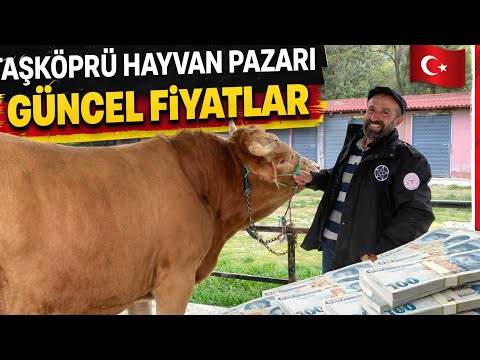 ￼Taşköprü canlı hayvan pazarında Vatandaşa Mikrofon Uzattık! Kurbanlık Fiyatları Cep Yakıyor mu?