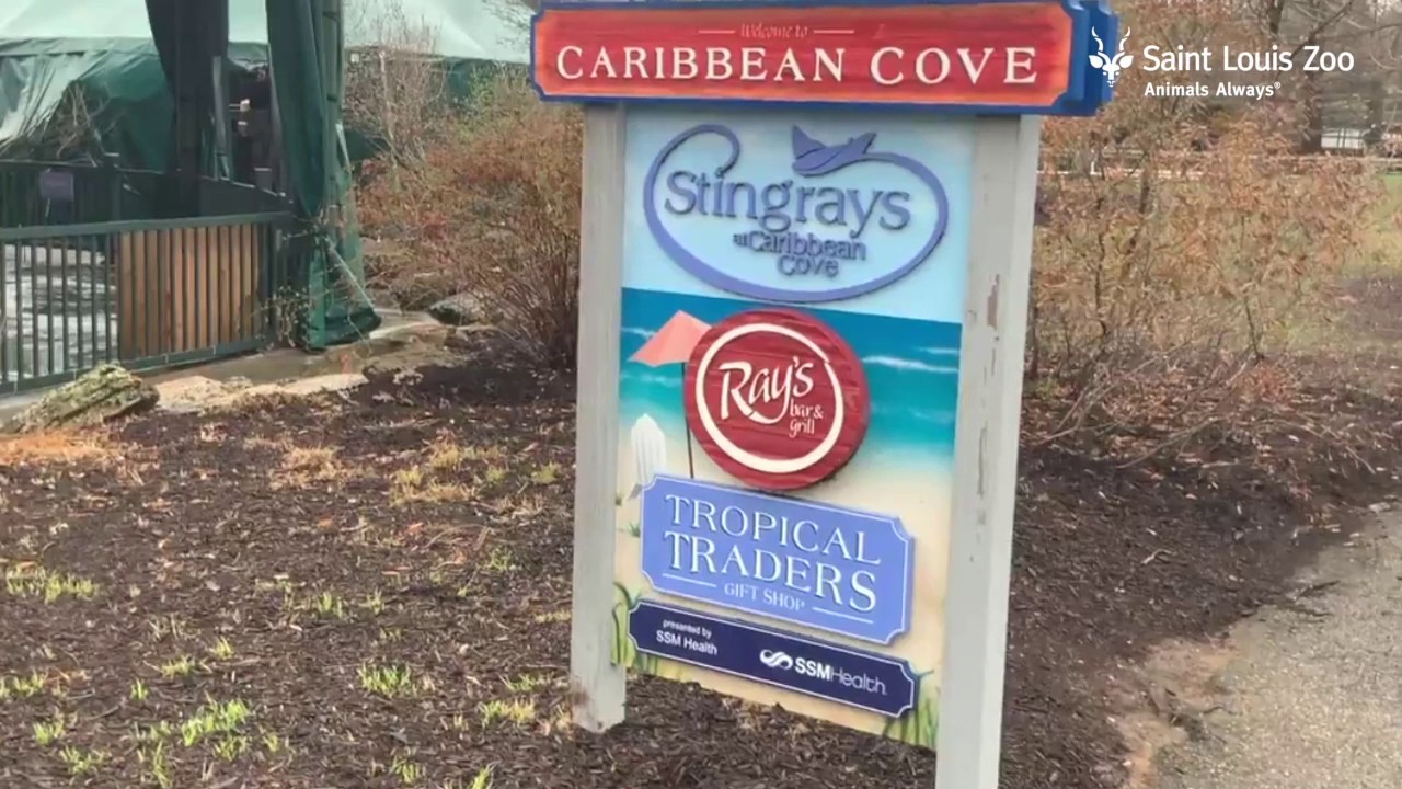 Stingrays at Caribbean Cove at the Saint Louis Zoo - YouTube