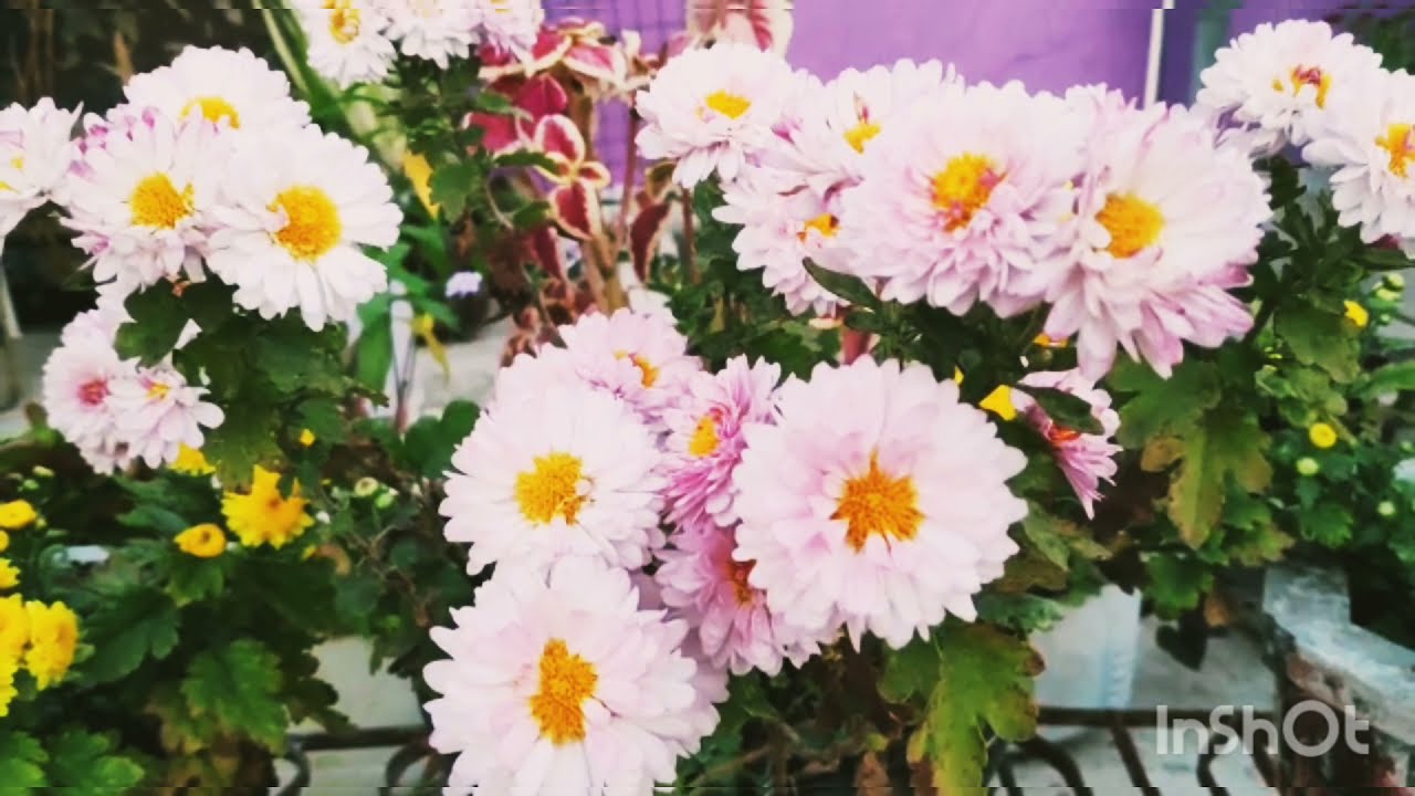 CHRYSANTHEMUM\ SEVANTI\ GULDAUDI CARE FOR LOTS OF BLOOMING | ज़्यादा ...