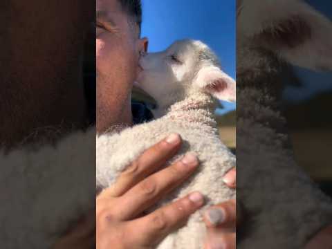 KULAK MEMESİNİ EMİYOR #shorts #tiktok