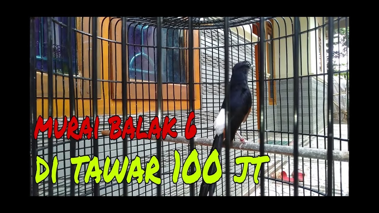 Murai balak 6 full isian di tawar 100 jt - YouTube