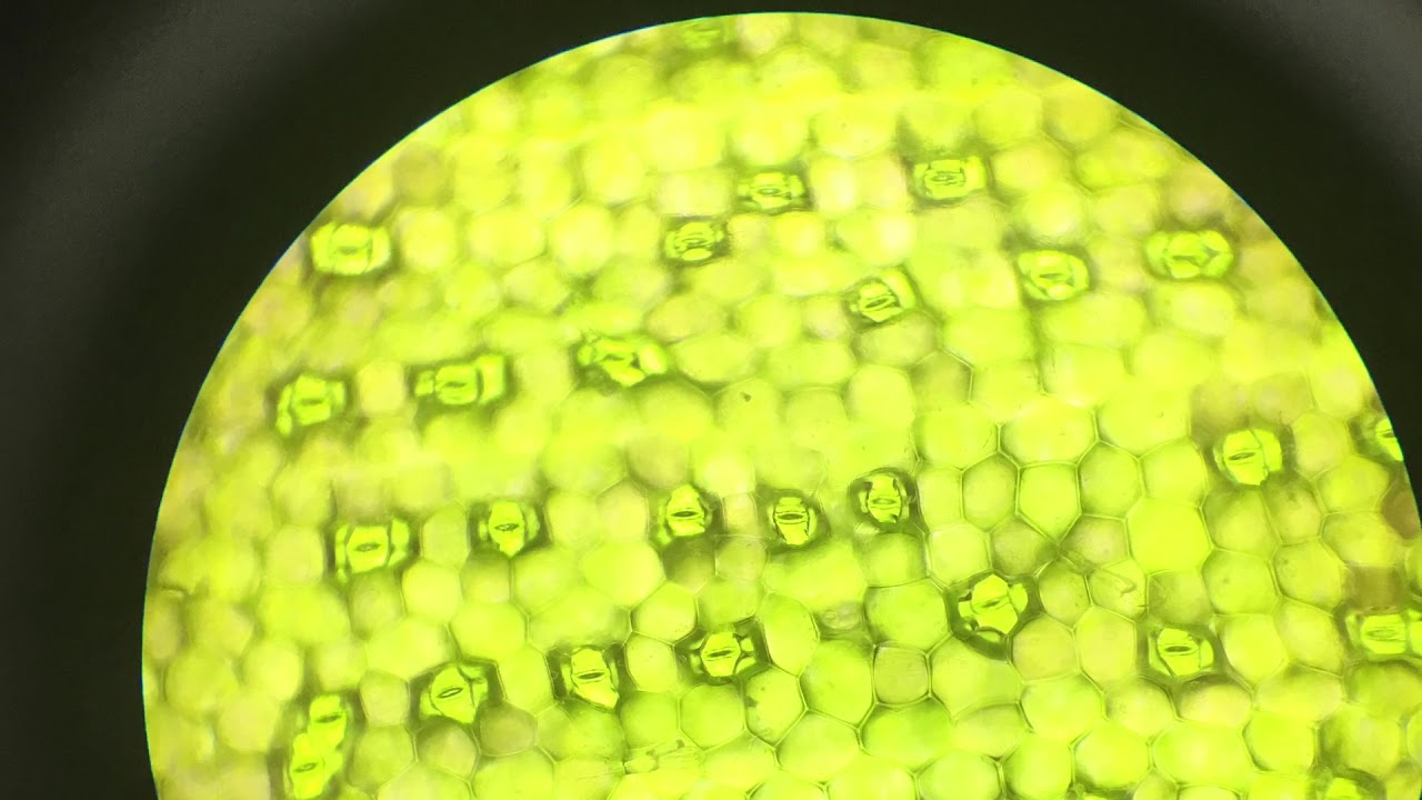Observing Stomata - YouTube