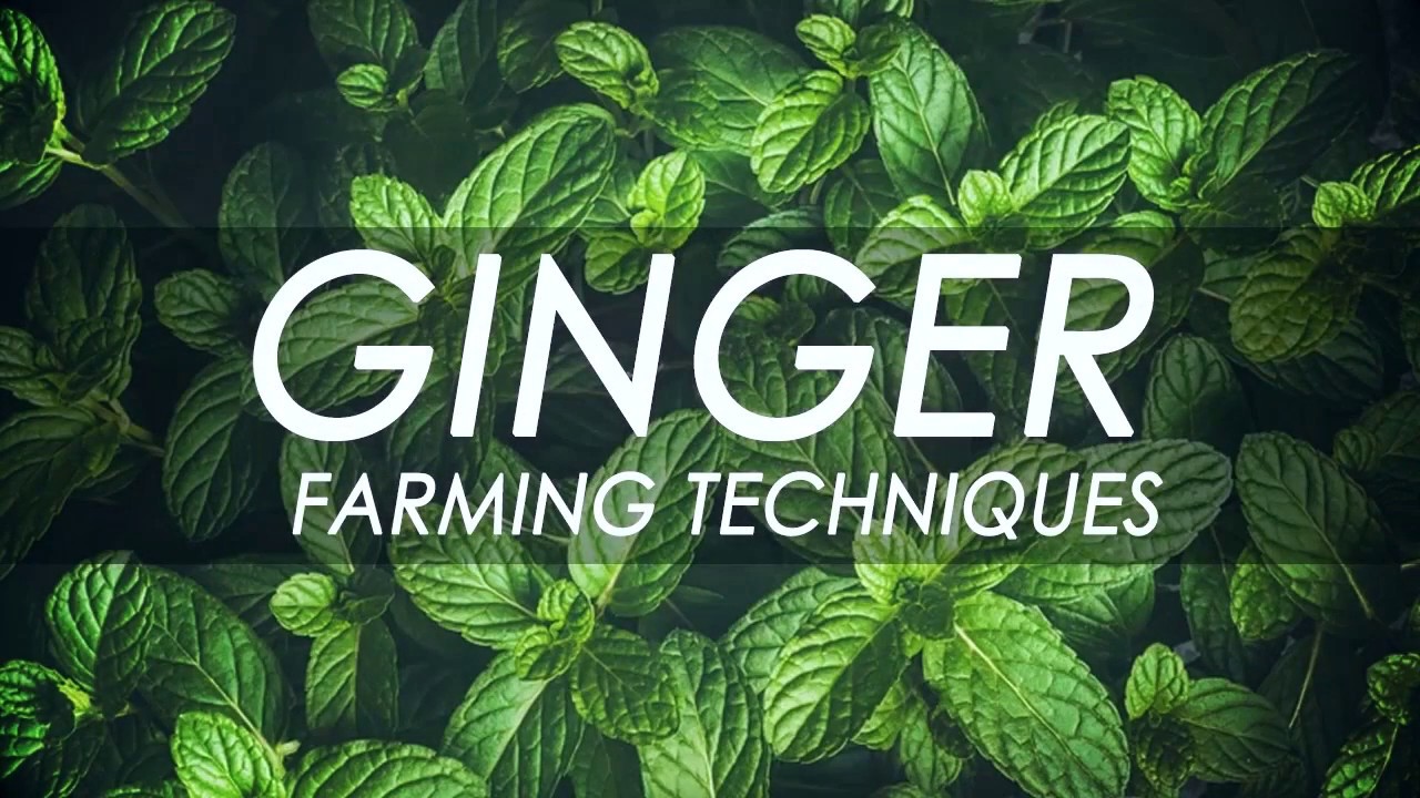 ഇഞ്ചി കൃഷി - Ginger farming techniques - protray ginger - low budget ...