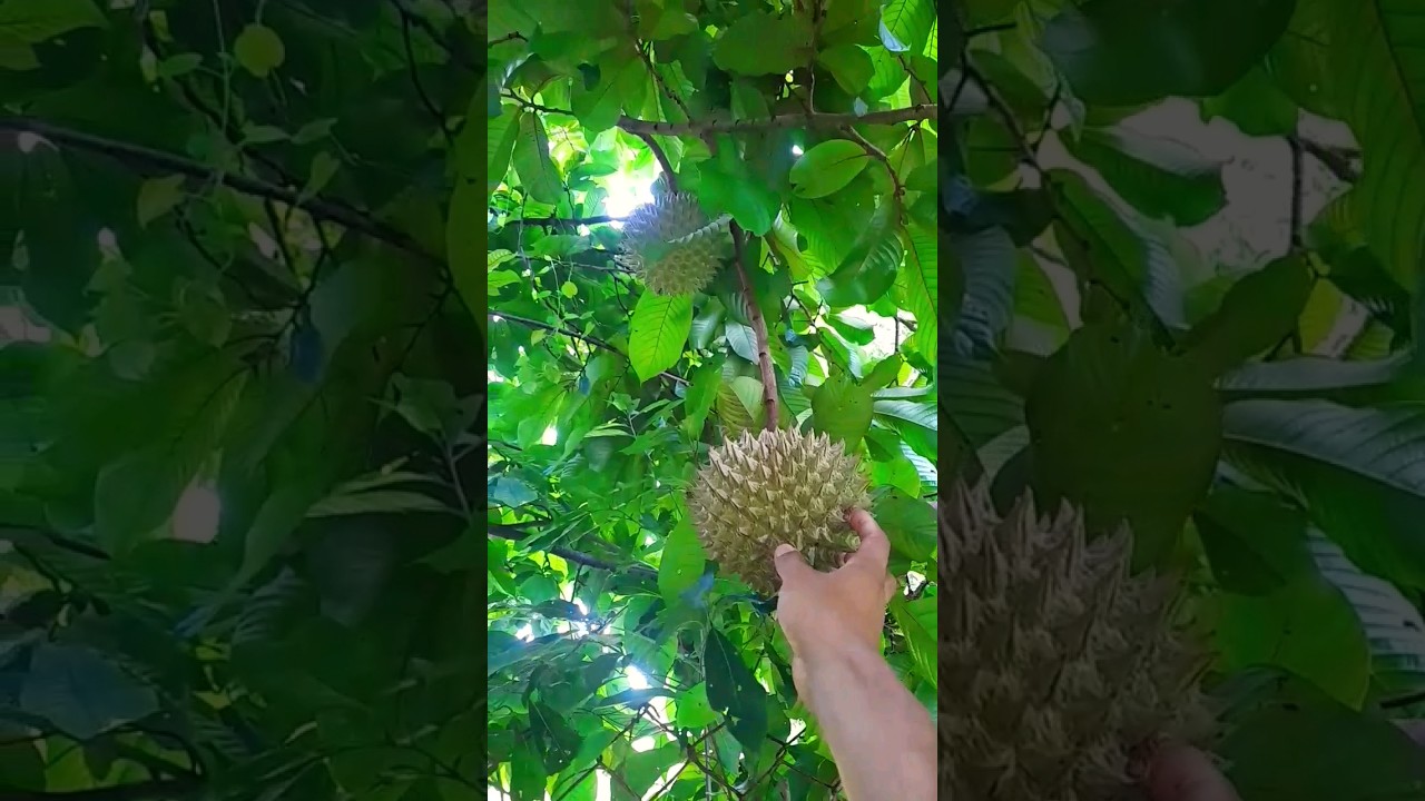 Pero que Rayos es Está Fruta ? sincuya ? - YouTube