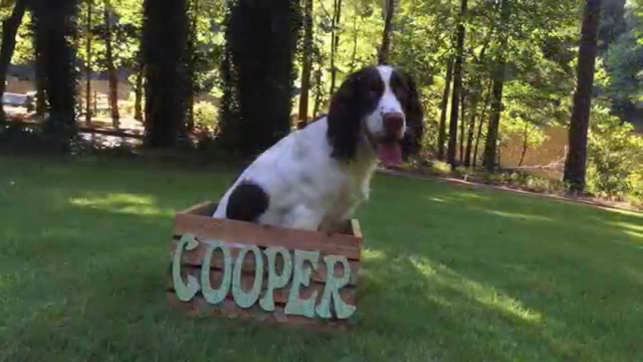 Springer Spaniel Cooper's 1st Year - YouTube