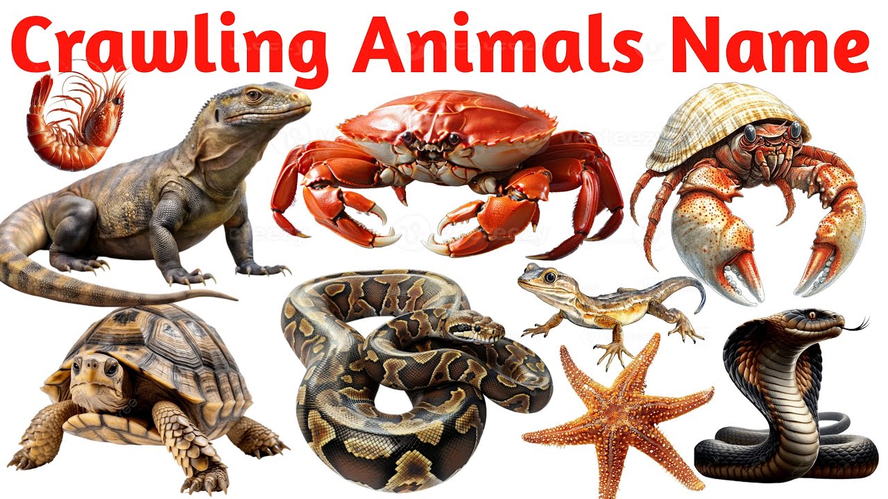 Crawling Animals Name for Kids | Learn 20 Crawling Animals in English ...