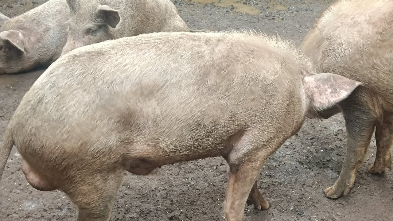 pig ki growth 👀 ️ - YouTube