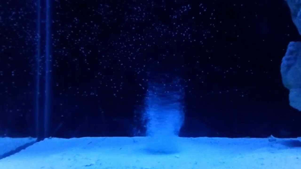 Tornado in saltwater fish tank - YouTube