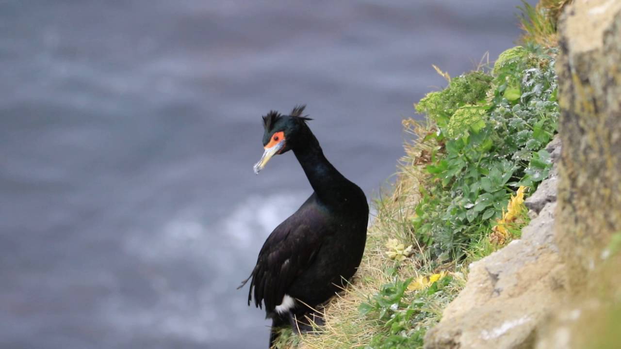 Red-faced Cormorant St Paul Island, AK 8 July 2016 - YouTube