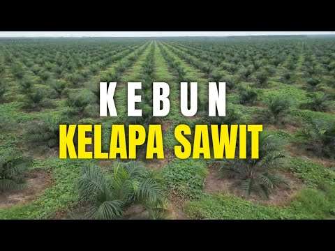 Pantauan Struktur & Pola Tanam Kebun Kelapa Sawit dari Udara: Keren!