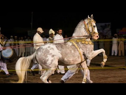 Horse Dance 2018,Horse dance,Pakistani horse dance - YouTube