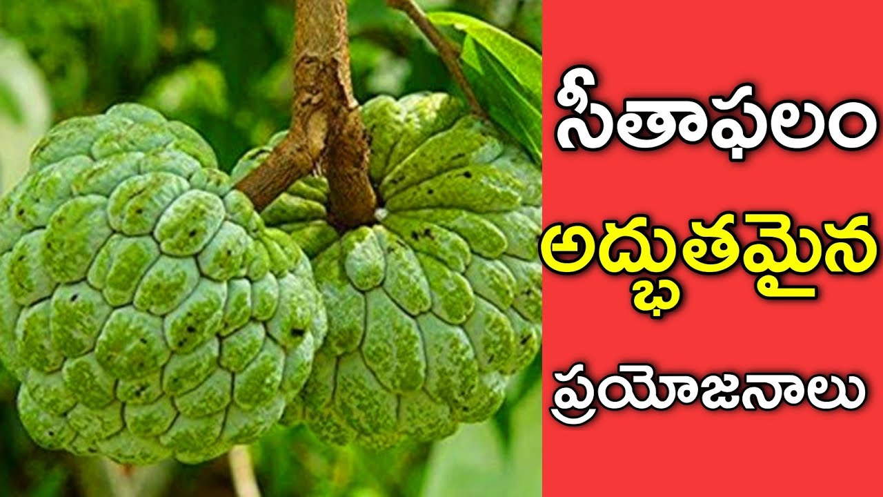 seethaphalam health tips in telugu || Seetha phalam uses - YouTube