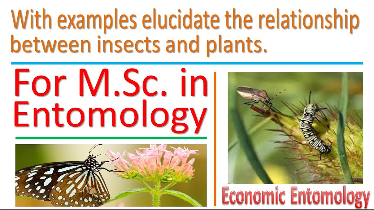 With examples elucidate the relationship between insects and plants ...
